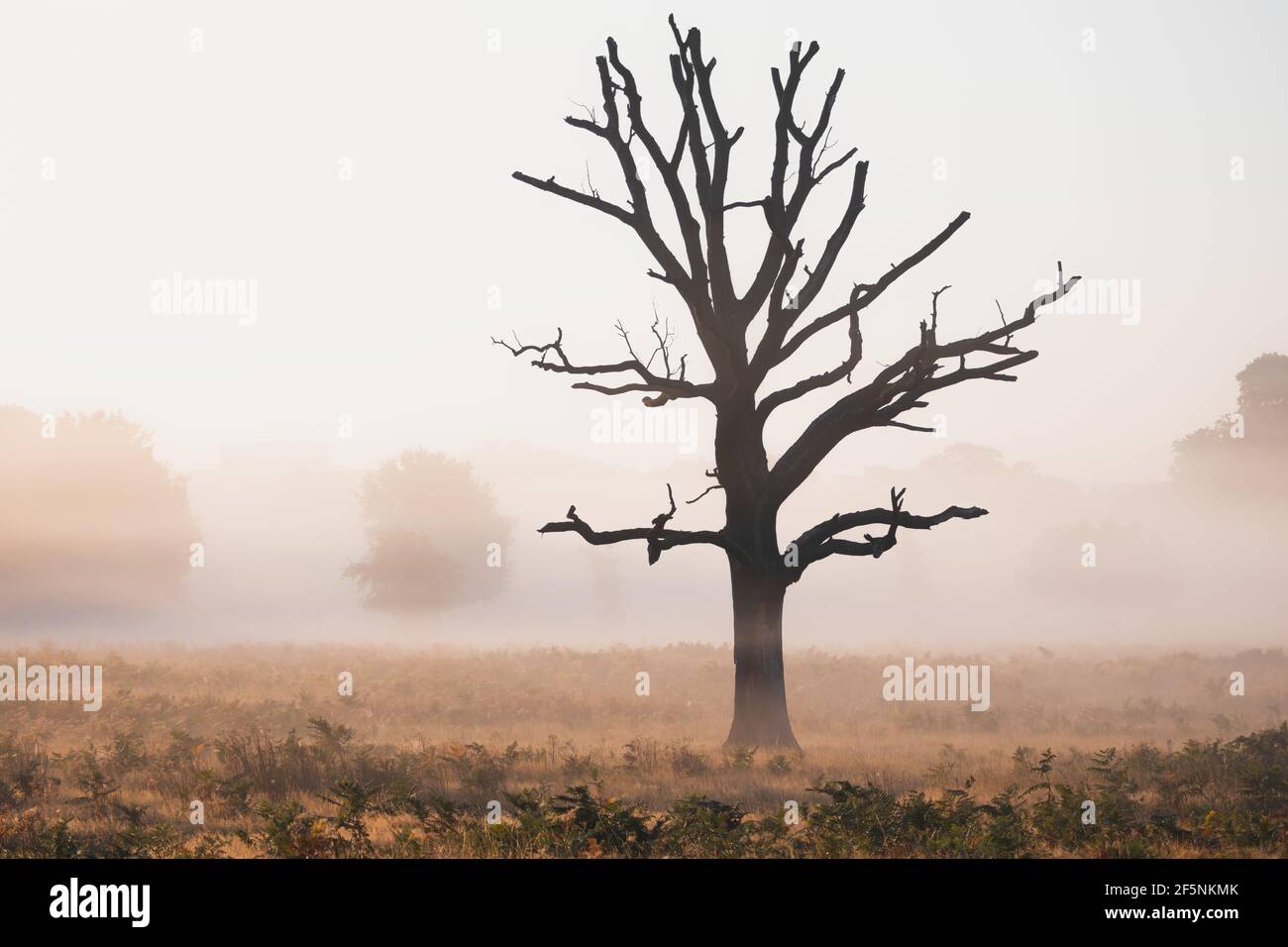 Silhouette of a dying tree hi-res stock photography and images - Alamy