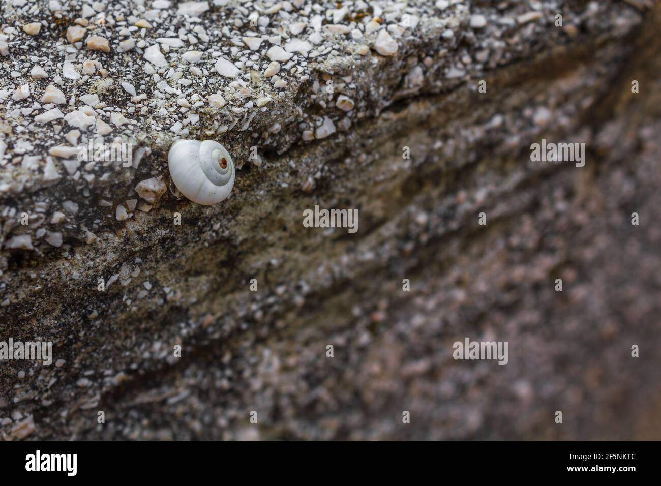 Small snail on the stone rock wall texture in Croatia Stock Photo - Alamy
