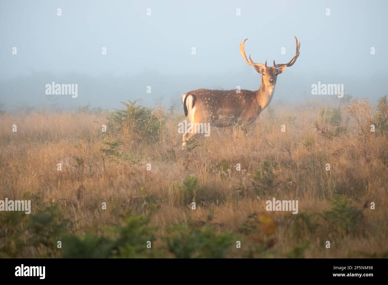 Golden light wildlife portrait of a male spotted fallow deer stag (dama ...