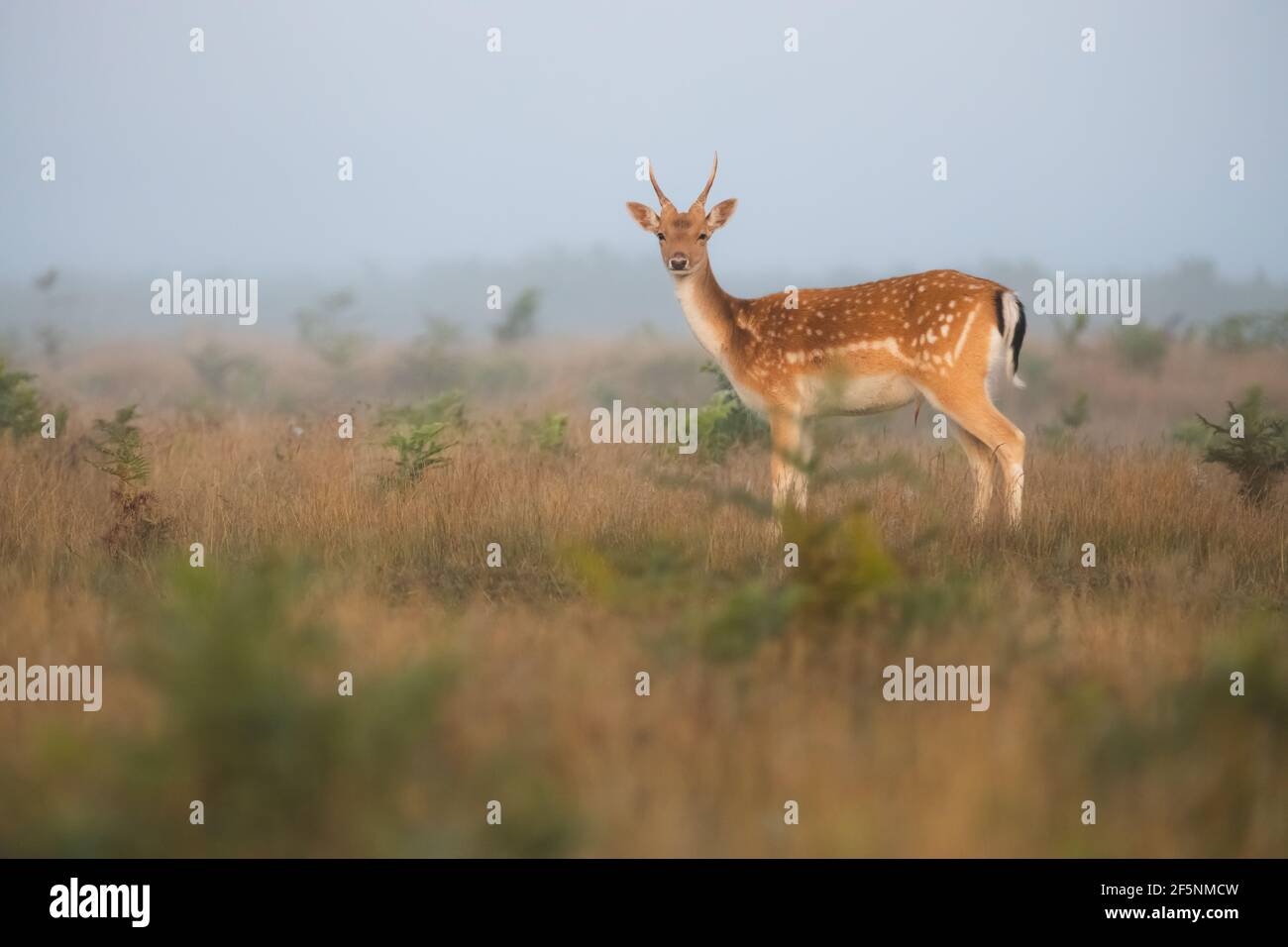 Wildlife portrait of a young juvenile male spotted fallow deer (dama ...