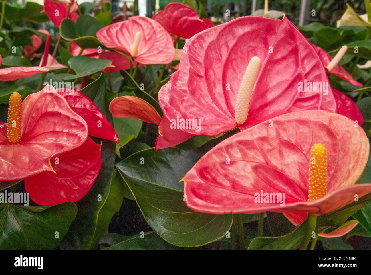 Anthurium in a garden hi-res stock photography and images - Alamy