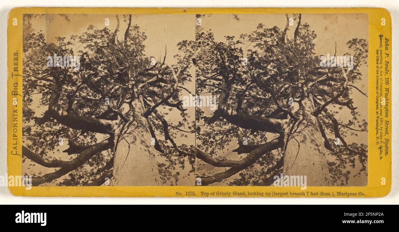 Top of Grizzly Giant, lookng up (largest branch 7 feet diam.), Mariposa ...