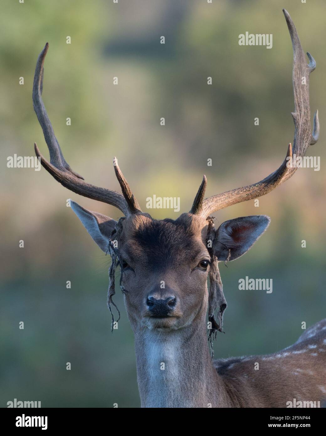 Beautiful male fallow deer whose bark skin has come off its antlers ...