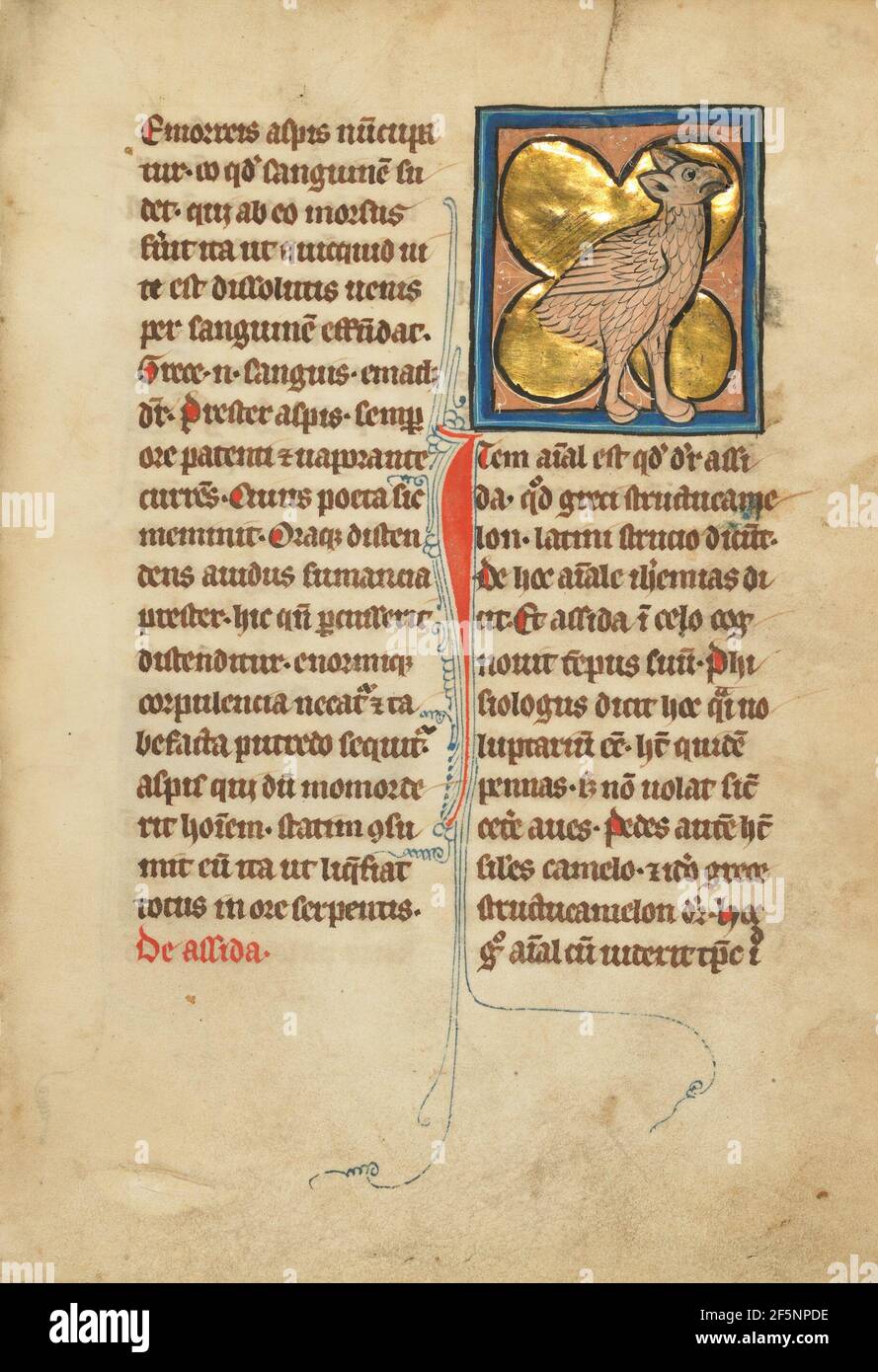 An Ostrich. Unknown Stock Photo - Alamy