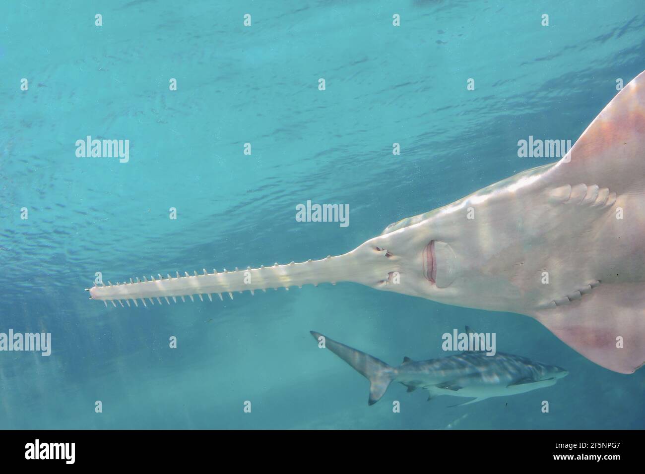 Low angle shot of a sawfish swimming underwater Stock Photo - Alamy