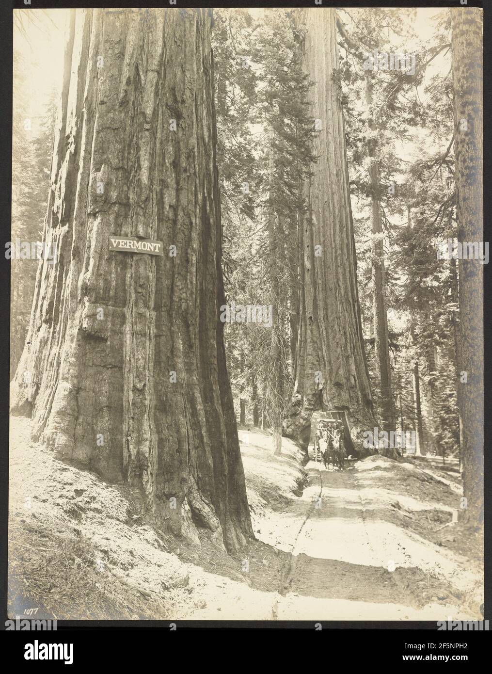 Drive thro' the Wawona, Mariposa Grove. Diameter 24 ft.. George Fiske ...