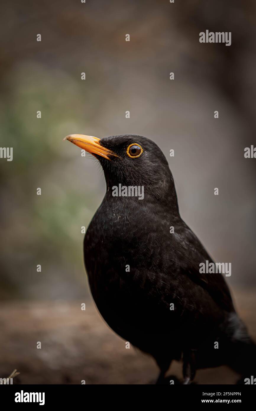 Black bird close up hi-res stock photography and images - Alamy