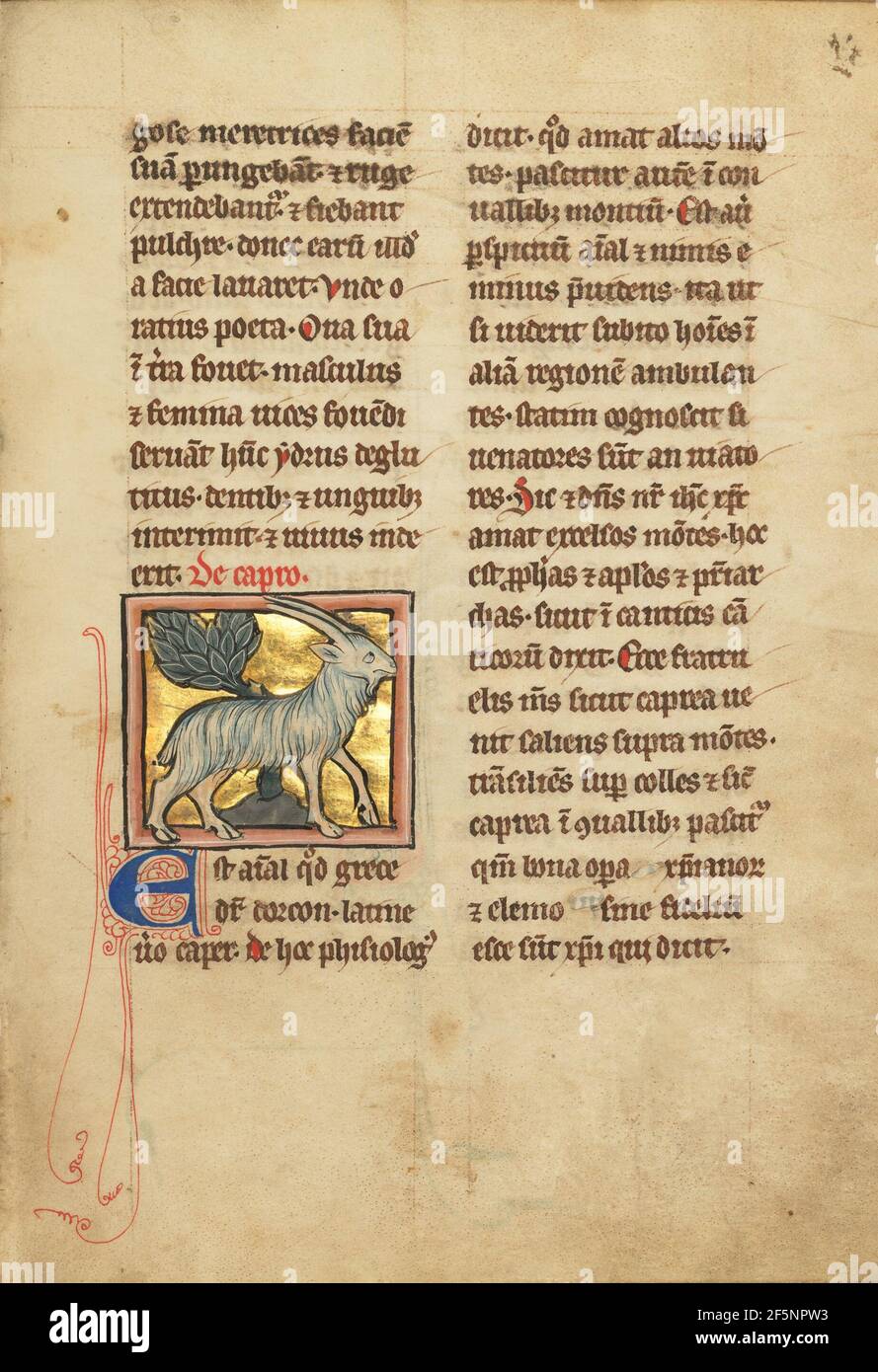 A Goat. Unknown Stock Photo - Alamy