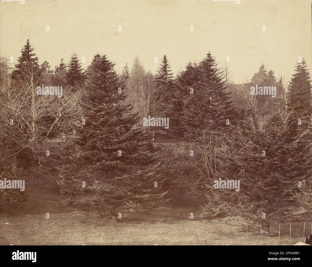 Forest Landscape. Attributed to Roger Fenton (English, 1819 - 1869 ...