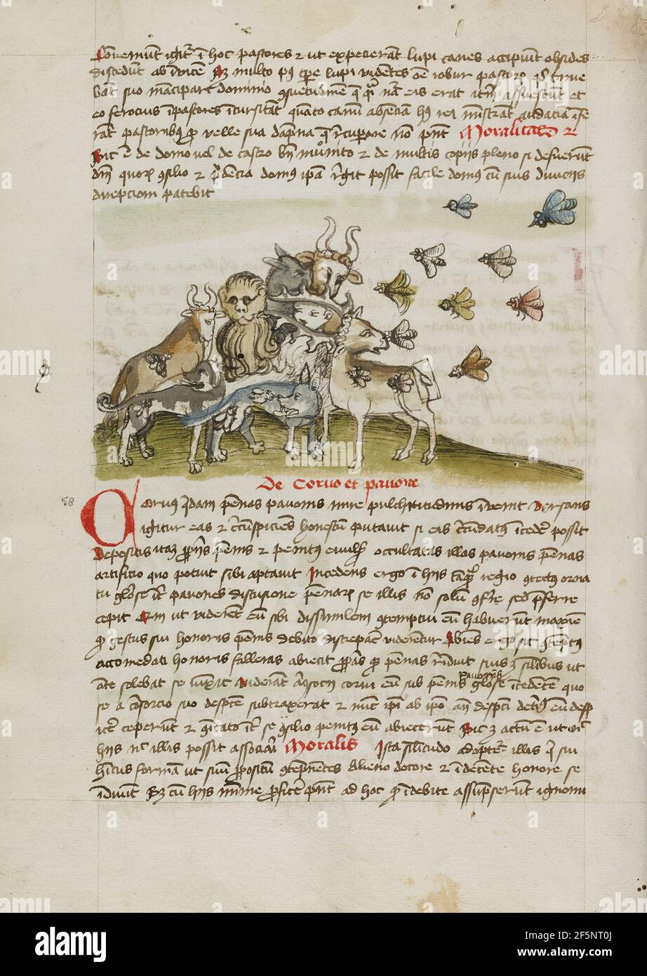 A Swarm of Insects Flying above a Group of Animals. Unknown Stock Photo ...