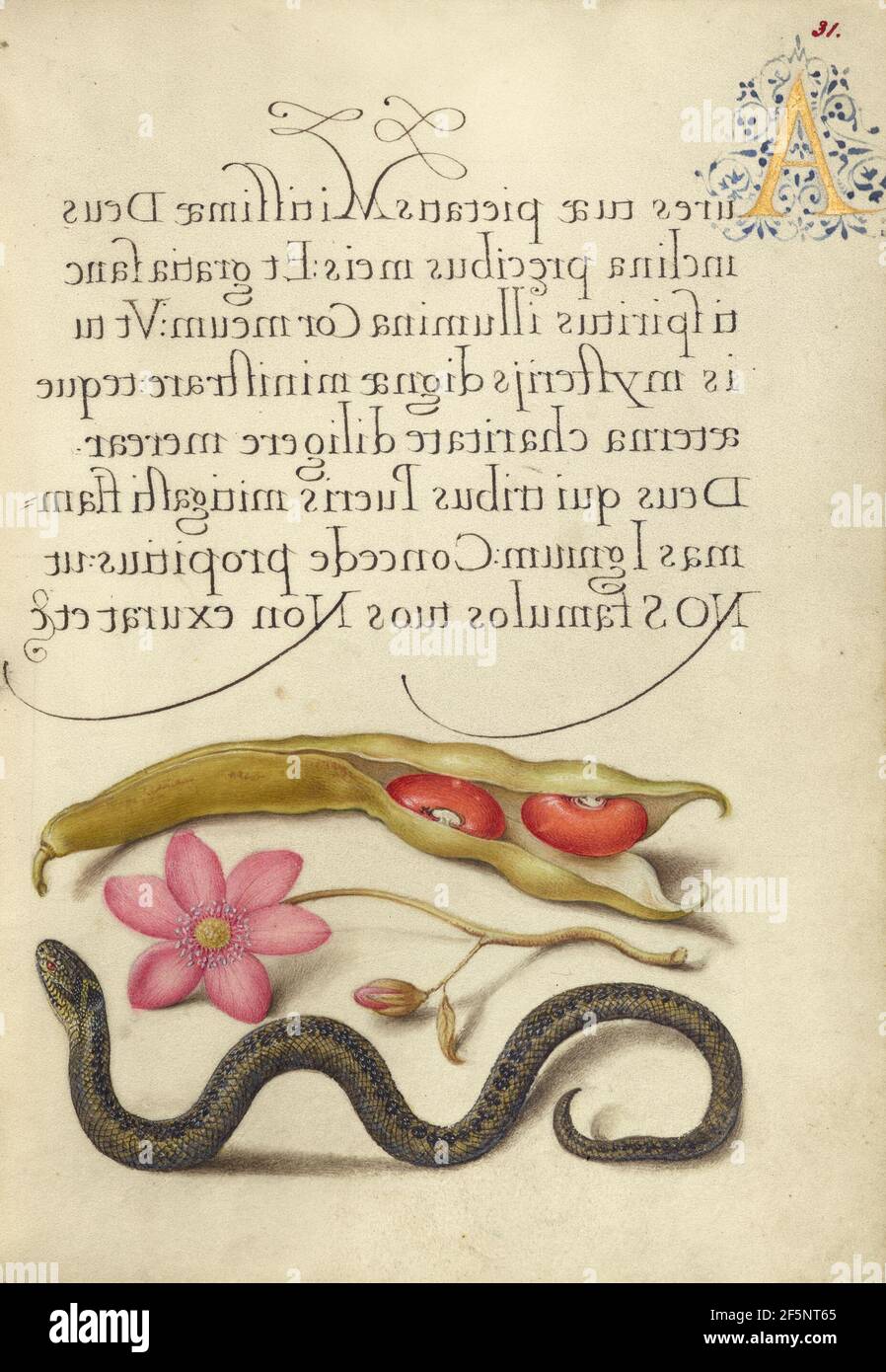 Kidney Bean, Poppy Anemone, and Adder Stock Photo - Alamy