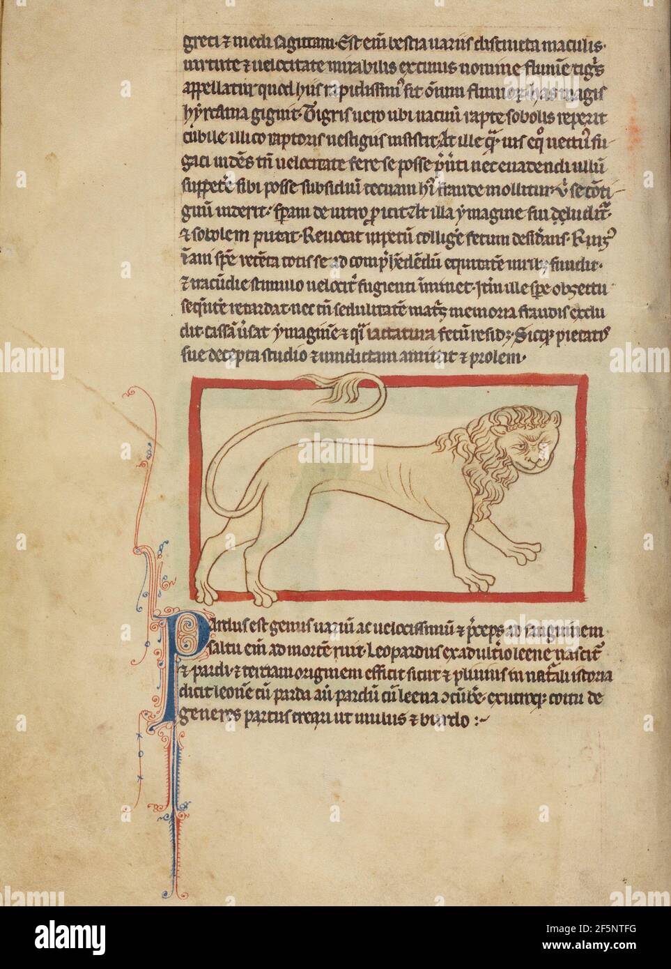 A Pard. Unknown Stock Photo - Alamy