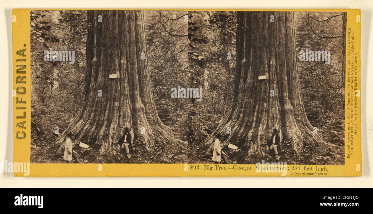 Big Tree - George Washington; 284 feet high, 52 feet circumference ...