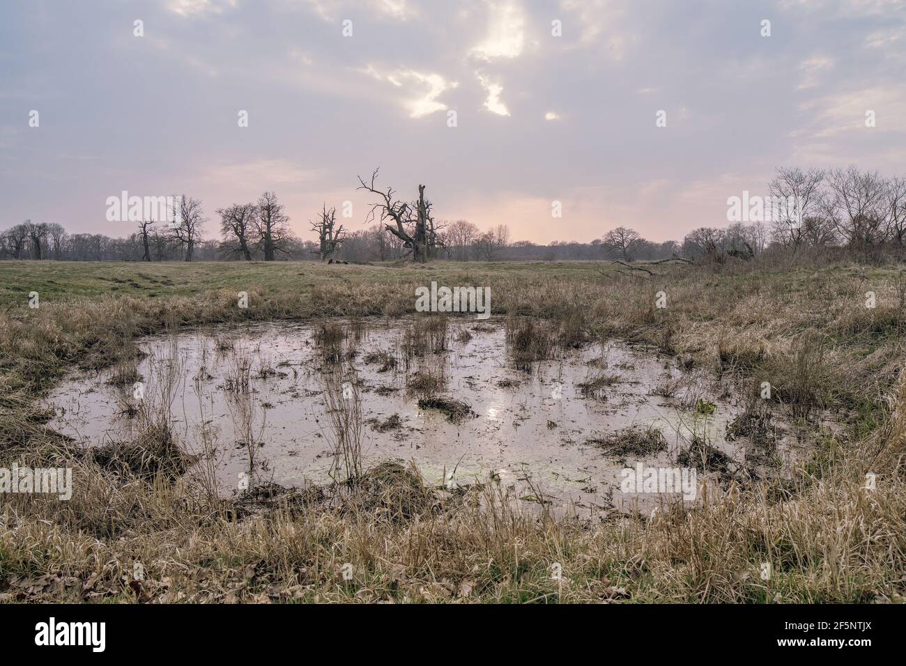 Old oaks. Dusk in Rogalin Landscape Park. Grazing meadows on the ...