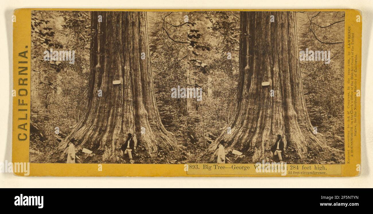 Big Tree - George Washington; 284 feet high, 52 feet circumference ...