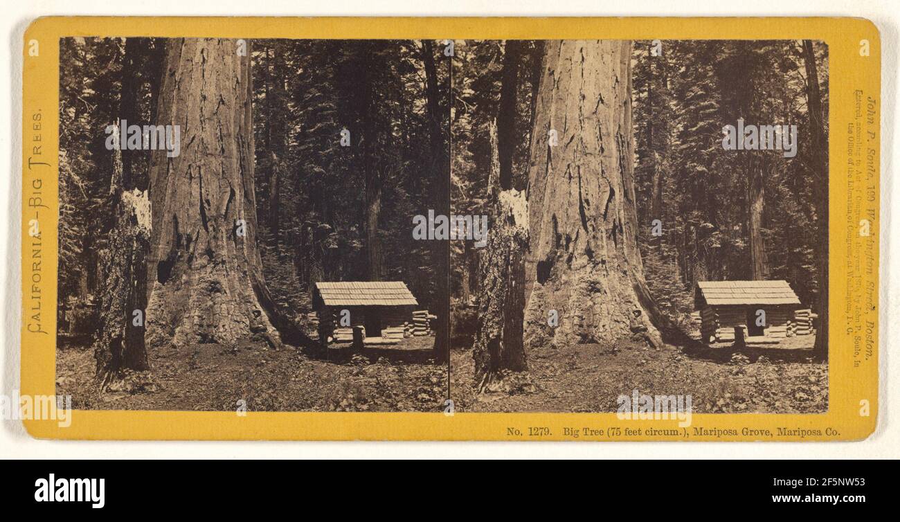 Big Tree (75 feet circum.), Mariposa Grove, Mariposa Co.. John P. Soule ...