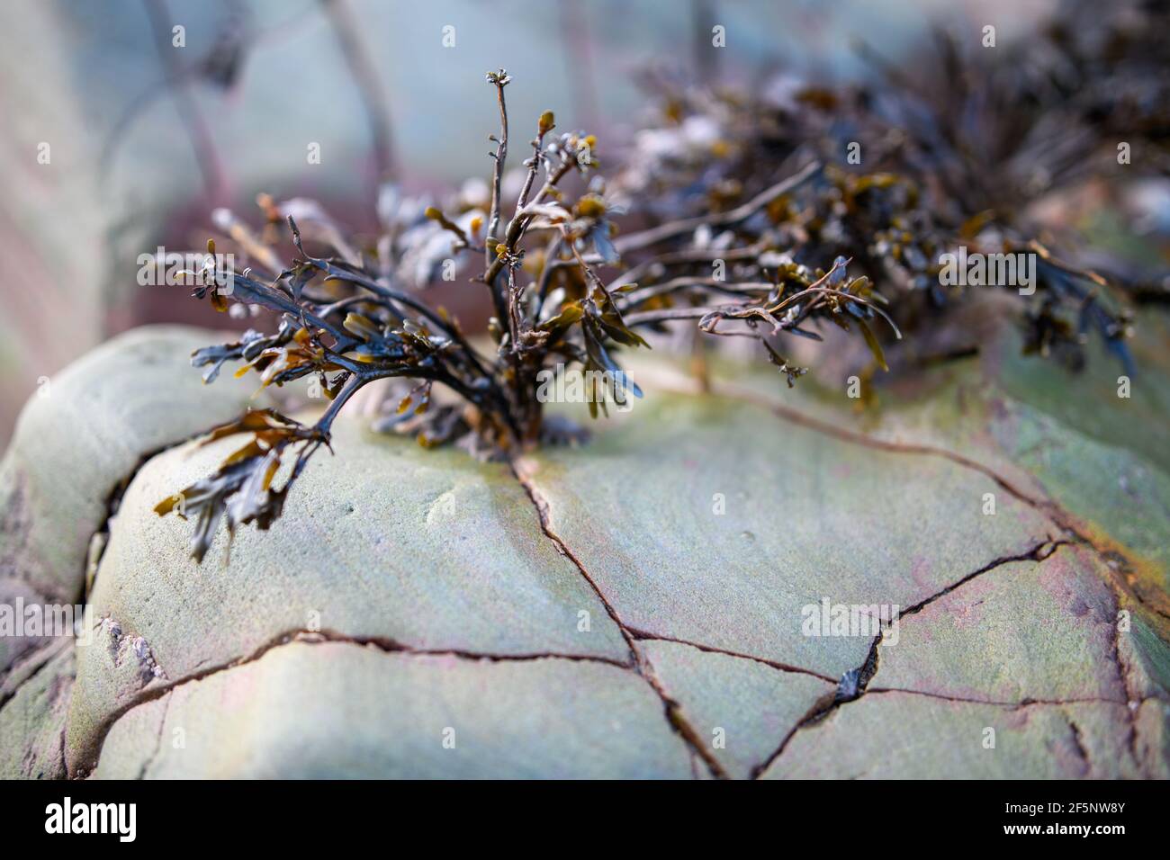 Seaweed and Shells Stock Photo - Alamy