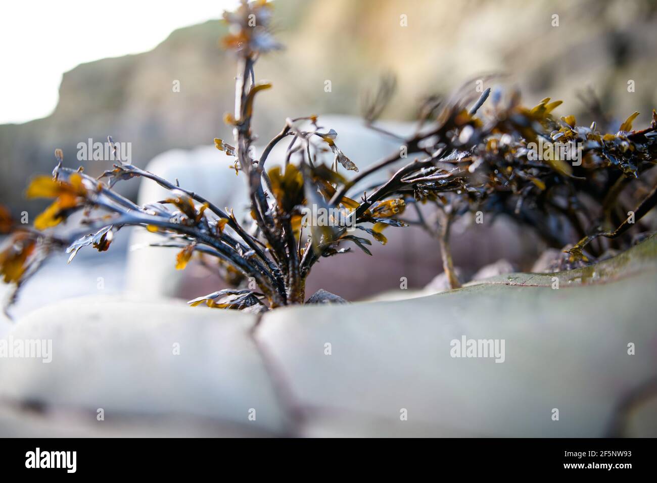 Seaweed and Shells Stock Photo - Alamy