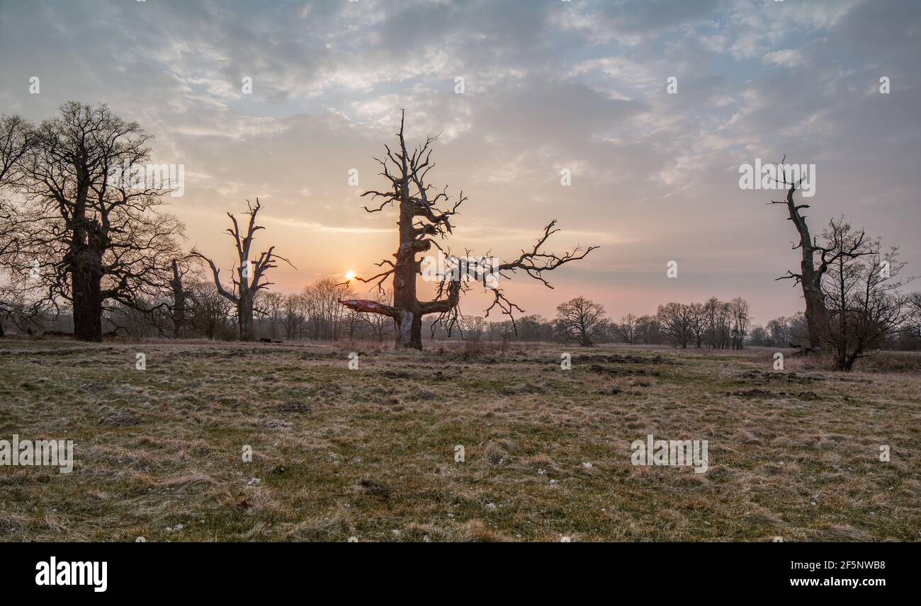 Old oaks. Dusk in Rogalin Landscape Park. Grazing meadows on the ...