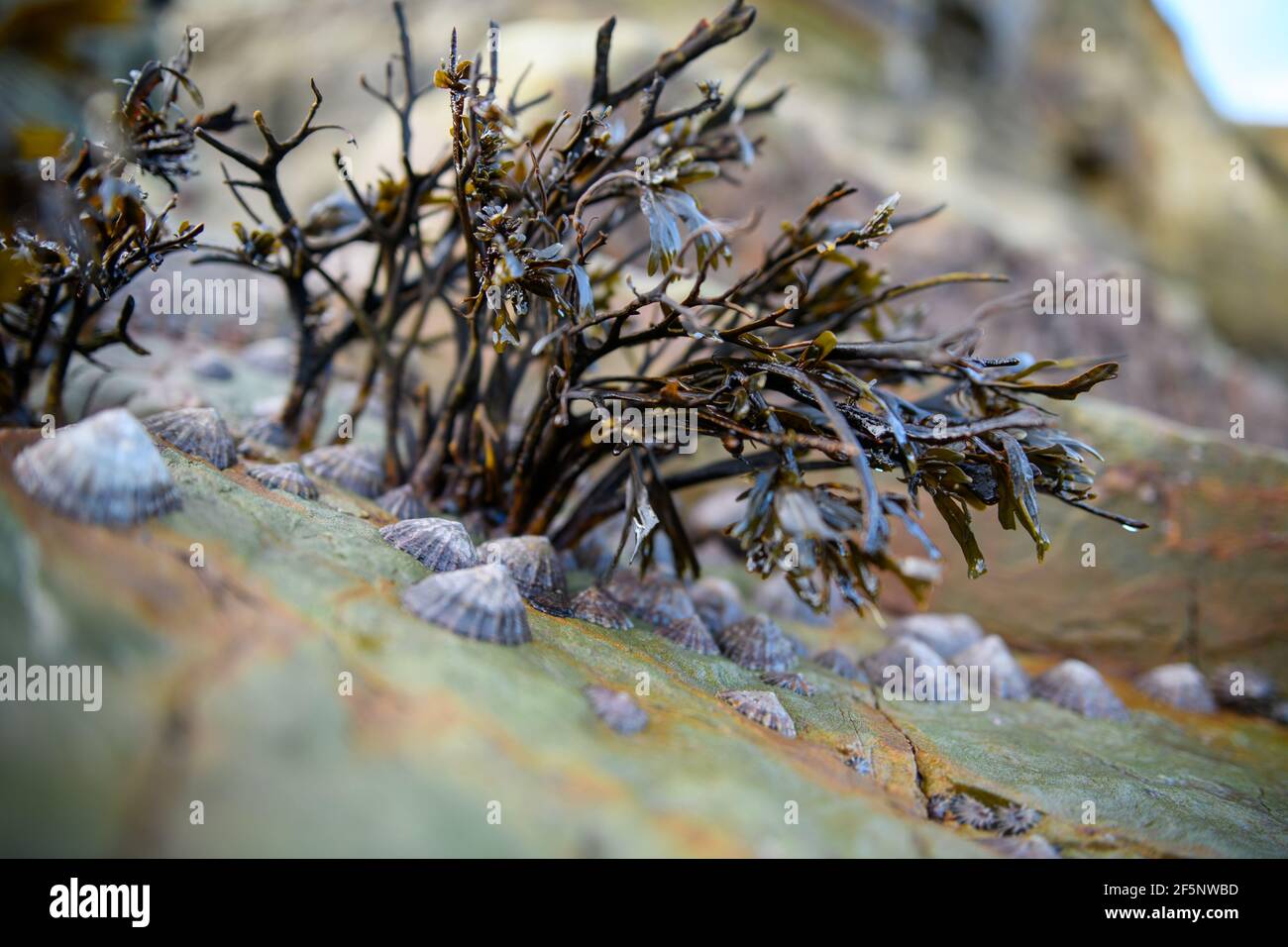 Seaweed and Shells Stock Photo - Alamy