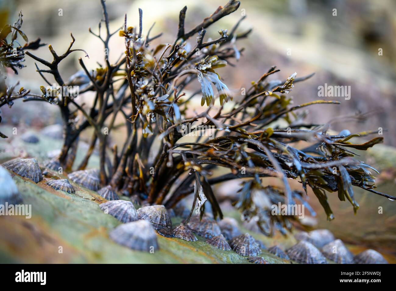 Seaweed and Shells Stock Photo - Alamy
