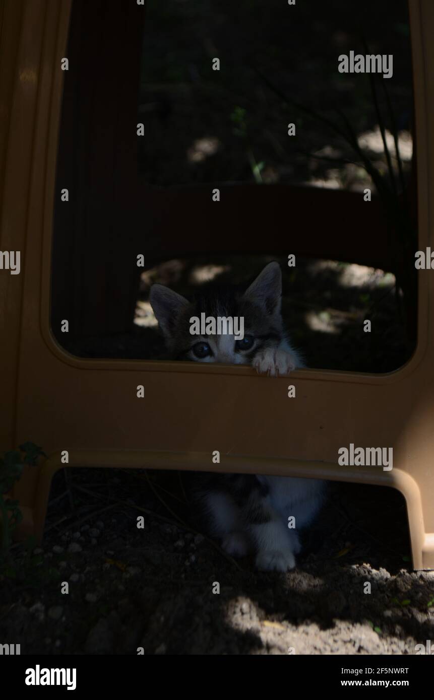 a cute little kitten trying to grab onto a plastic chair Stock Photo ...
