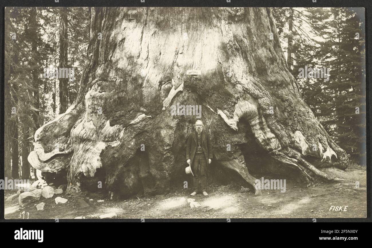 Section of Grizzly Giant (diameter, 33 feet). Mariposa Grove.. George ...