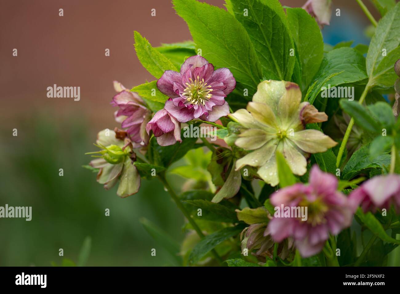 Winter rose or Christmas rose flower with evergreen foliage. Evergreen ...
