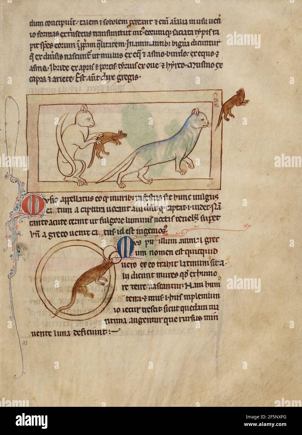 Cats; A Mouse. Unknown Stock Photo - Alamy