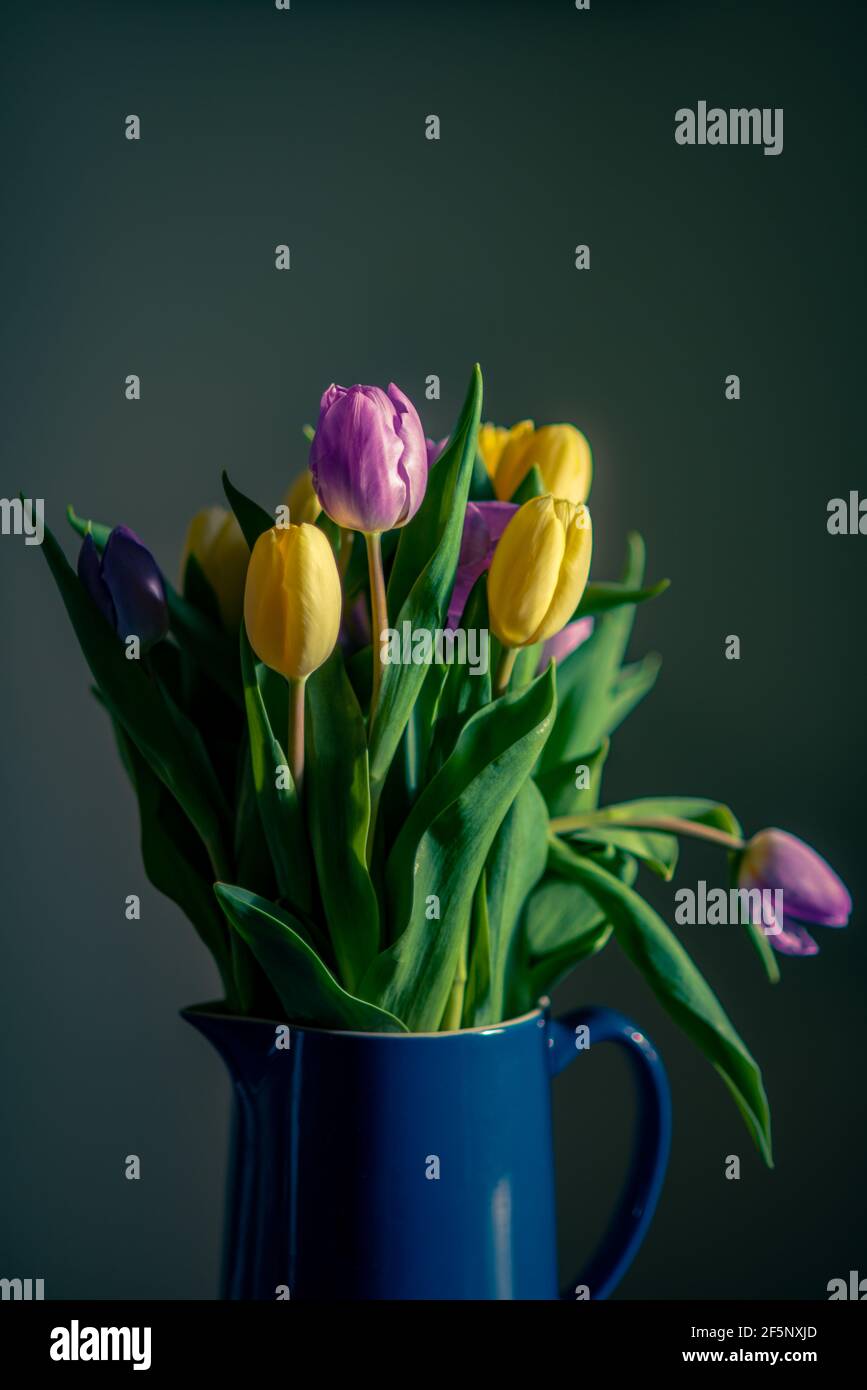 Bright Spring Bouquet of Tulips in a Blue Milk Jug With Copy Space ...