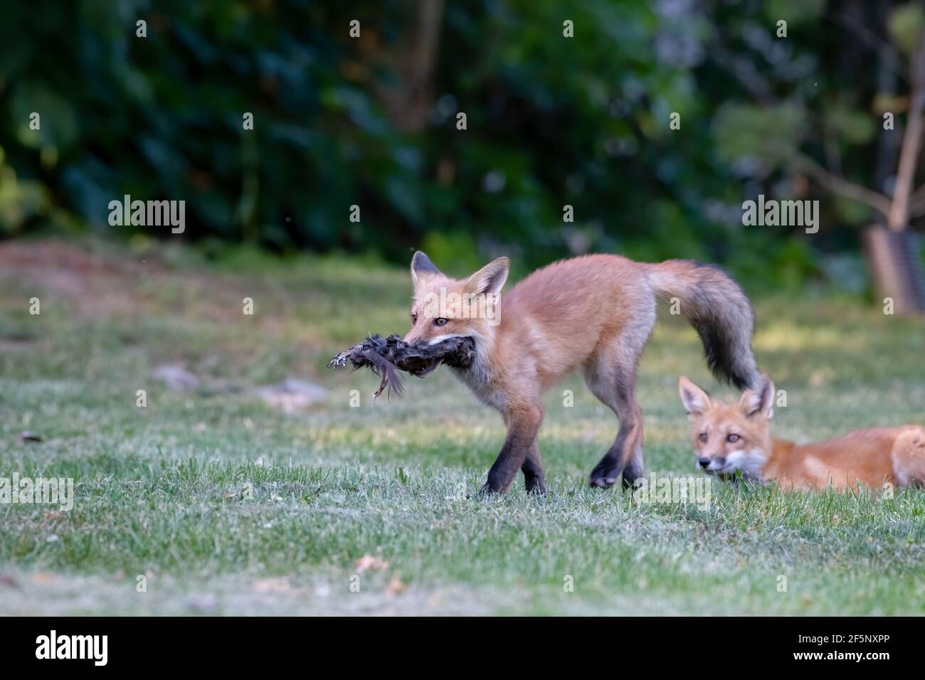 Red fox kit walking with lunch while one of its siblings looks on from ...