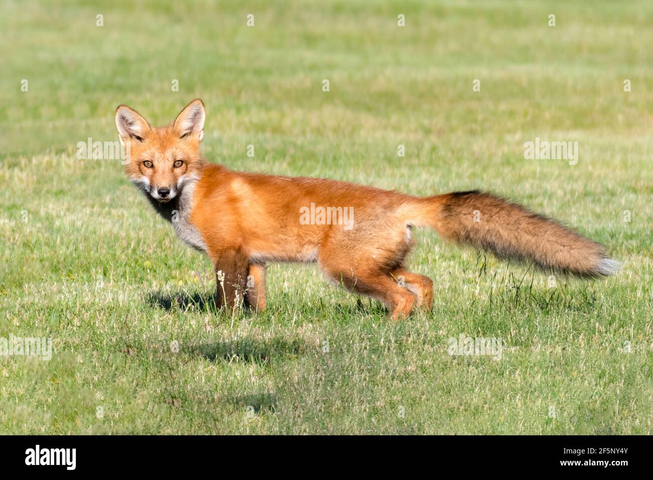 Red fox kit stretching out in the sun on grass and looking at the ...