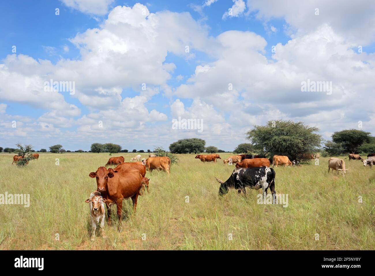 Herd of free-range cattle grazing in grassland on a rural farm, South ...