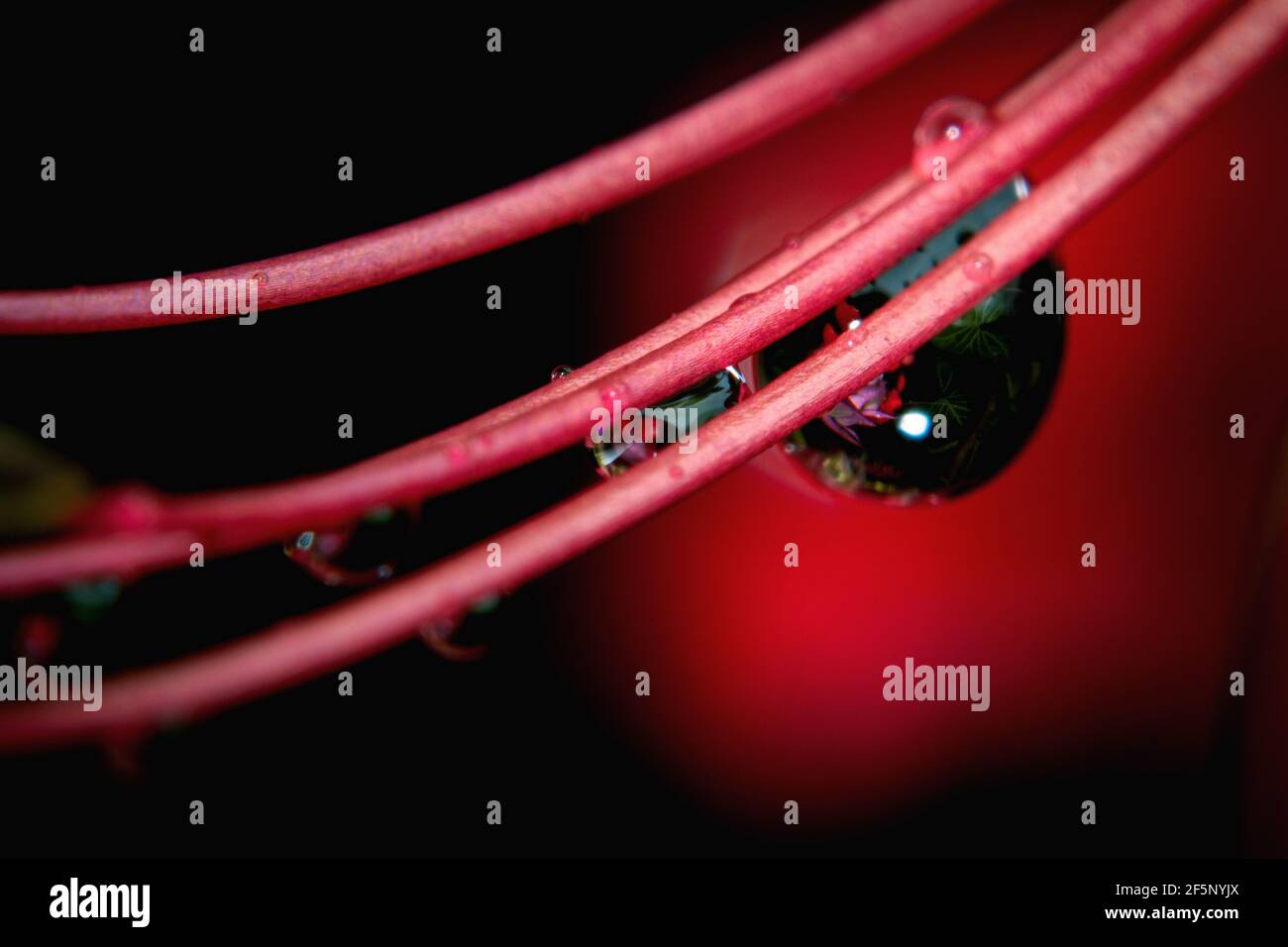 Macro shot droplets water on the red flower filament close-up picture ...