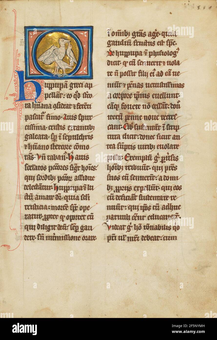 A Hoopoe. Unknown Stock Photo - Alamy