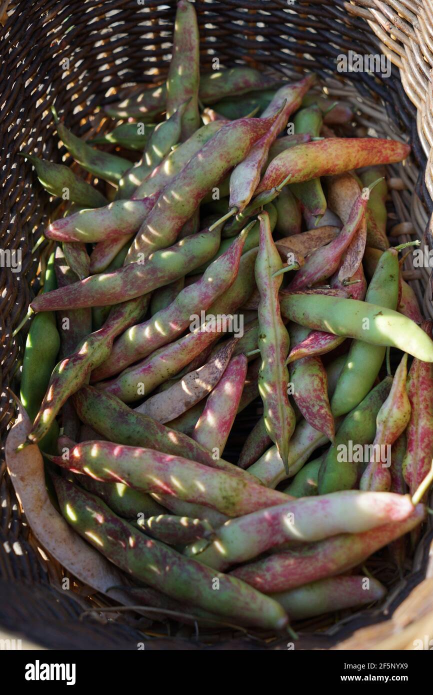 Berlotti beans hi-res stock photography and images - Alamy