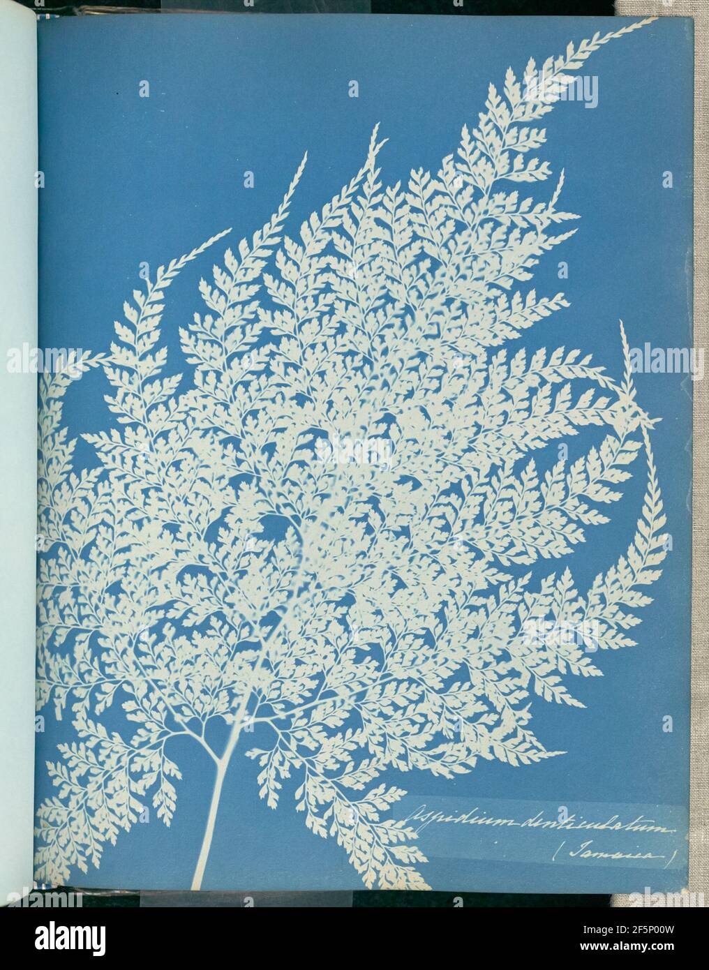 Denticulatum hi-res stock photography and images - Alamy