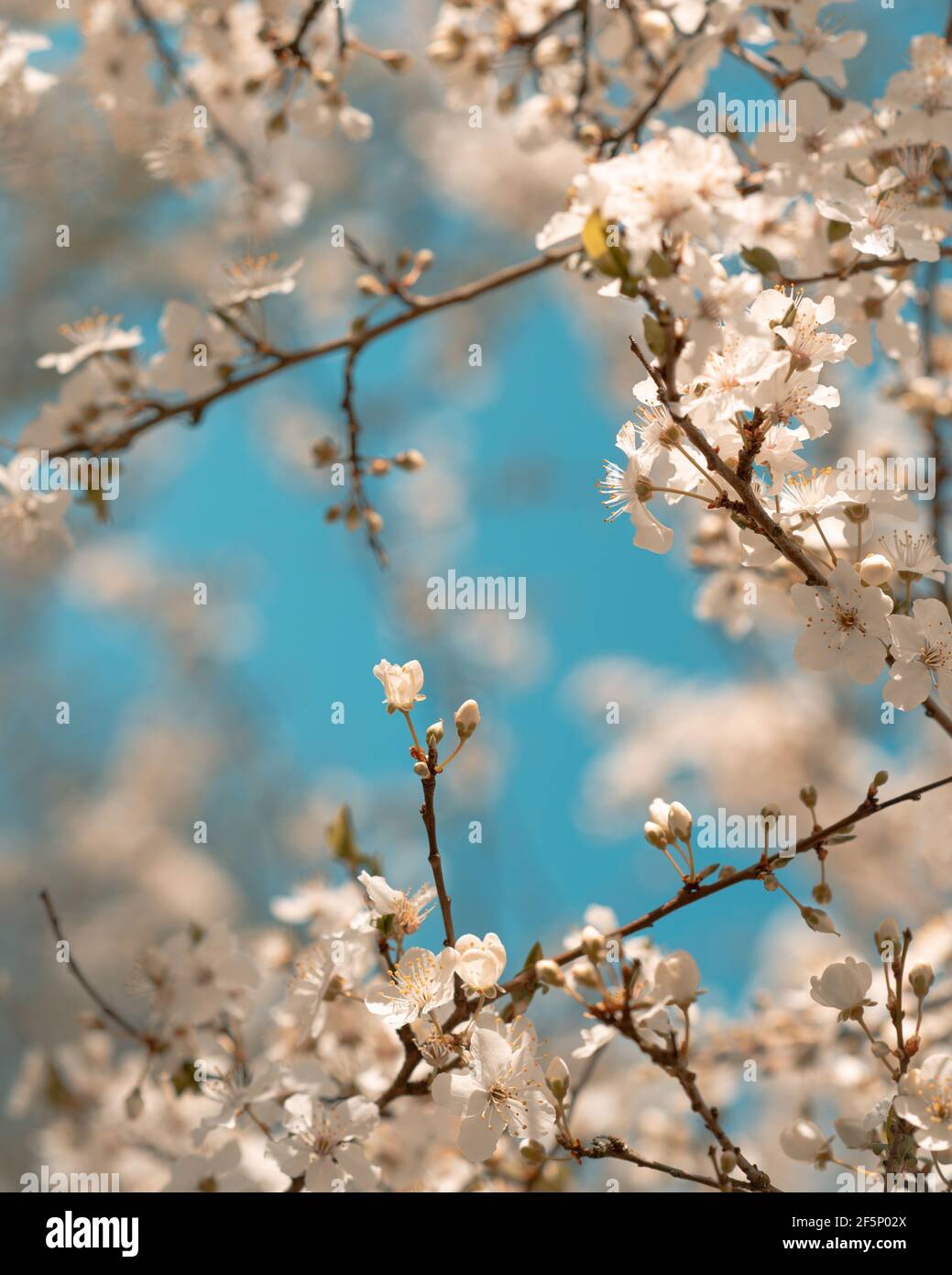 Beautiful tree bloom detail with white flowers in British garden ...