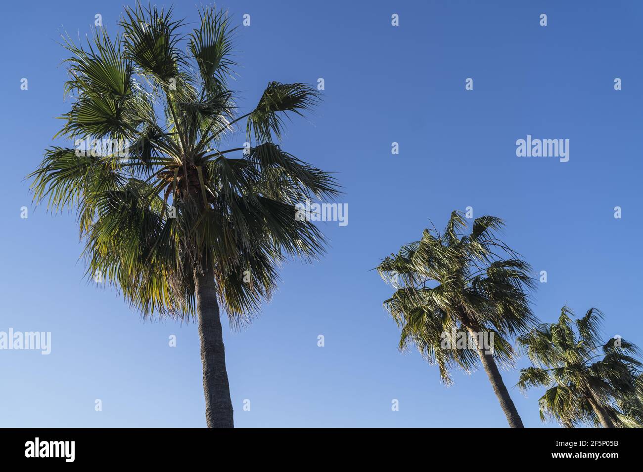 Closeup shot tropical trees hi-res stock photography and images - Alamy