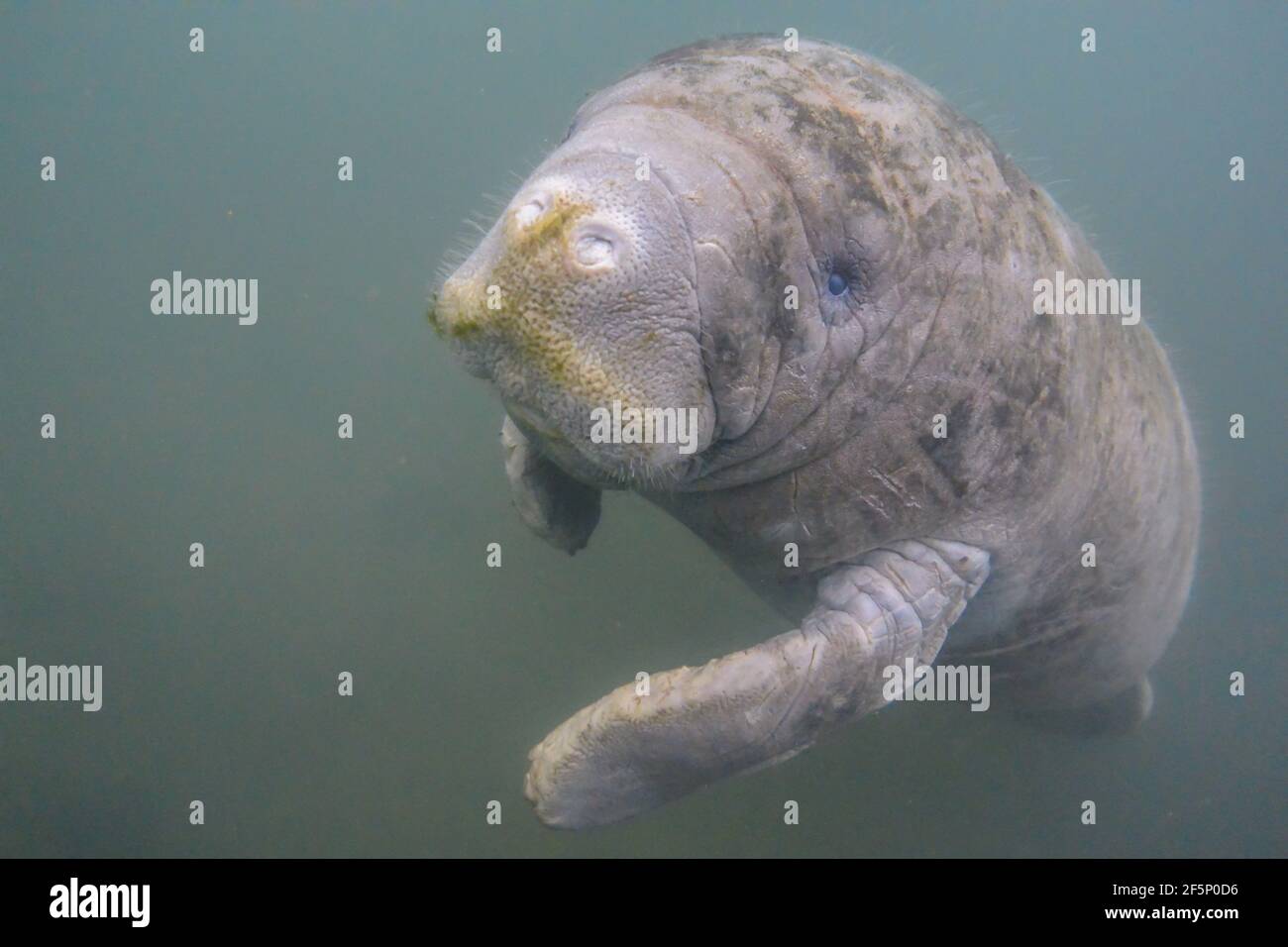 Closeup of a manatee swimming underwater Stock Photo - Alamy