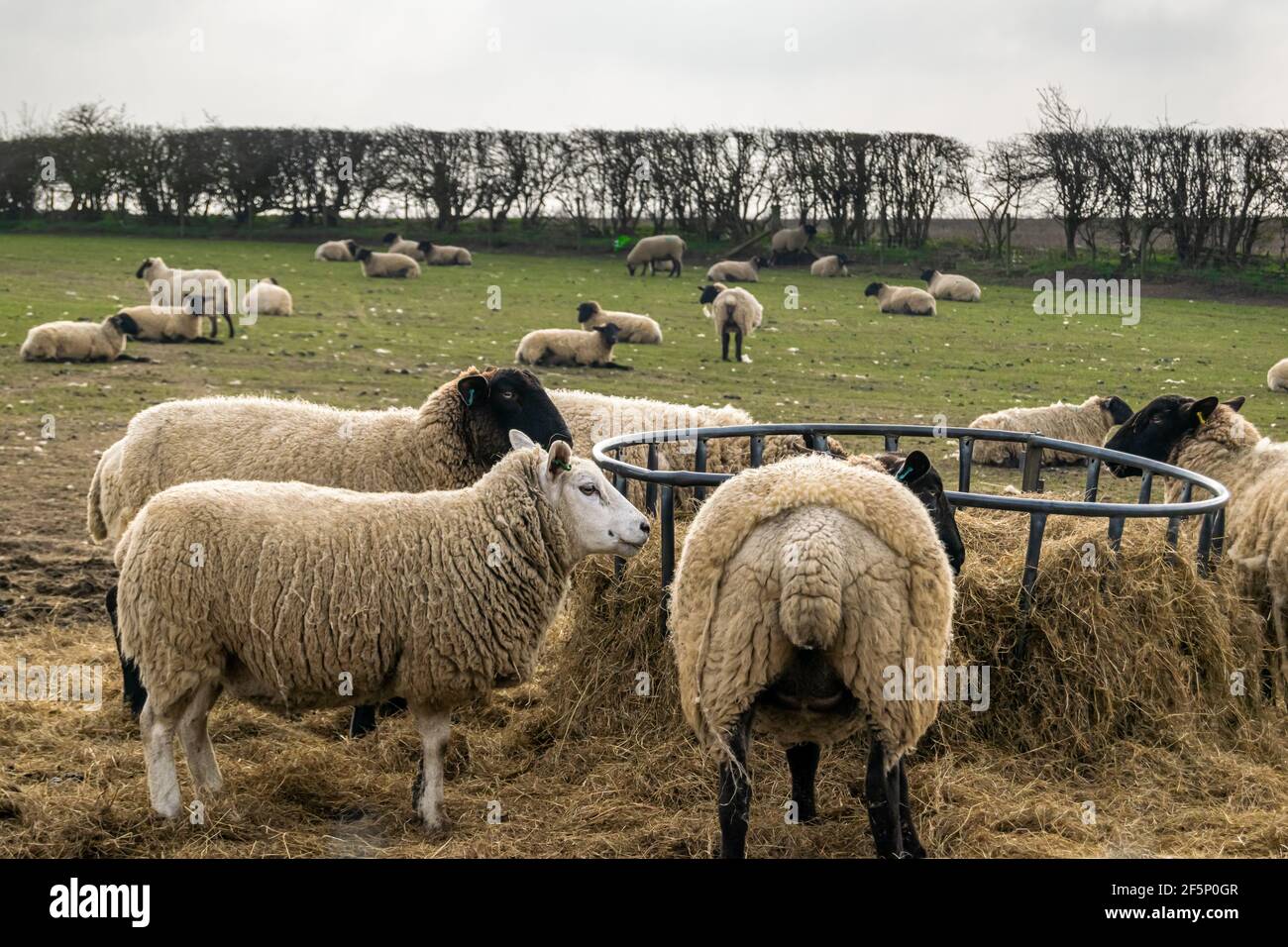 Many sheep eating form a metal feeder on green open land. Wolly ...