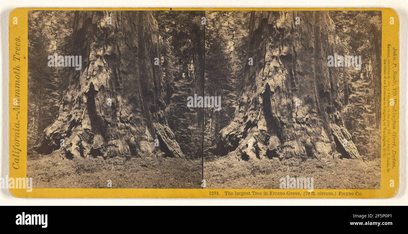 The largest Tree in Frezno sic Grove, (79 ft. circum.) Frezno sic Co ...