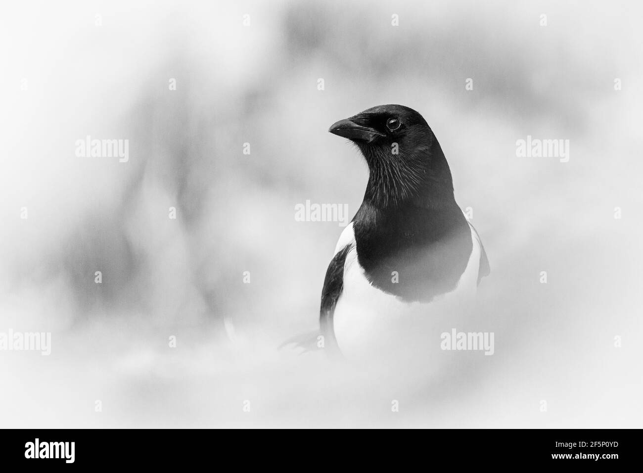 Magpies in the garden hi-res stock photography and images - Alamy