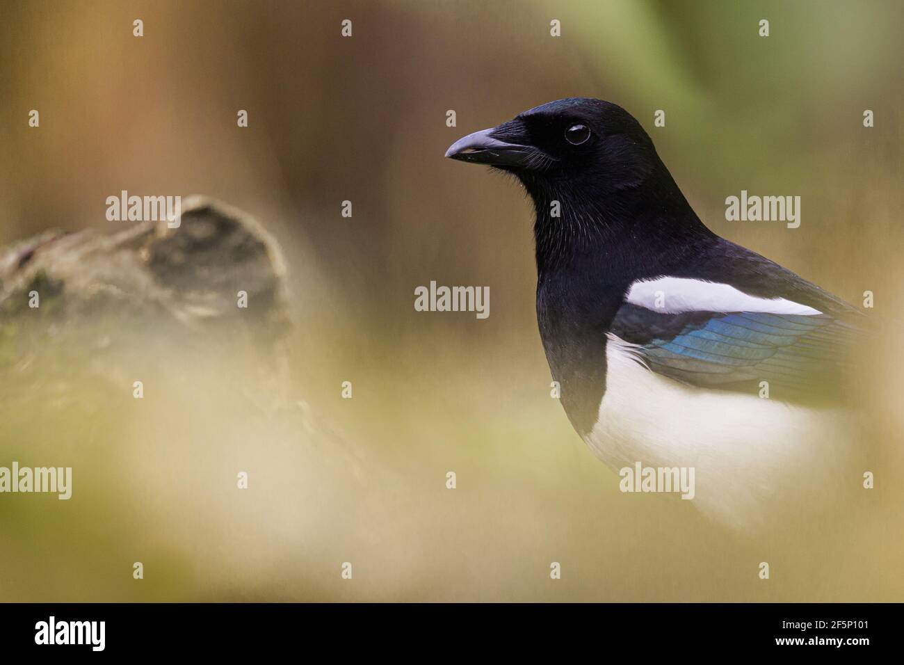 Magpies in the garden hi-res stock photography and images - Alamy