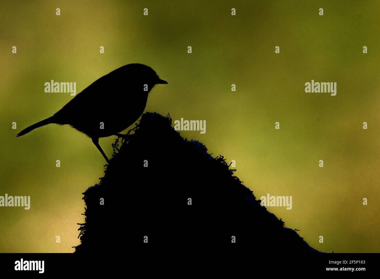 Robin, searching for food in a garden Stock Photo - Alamy