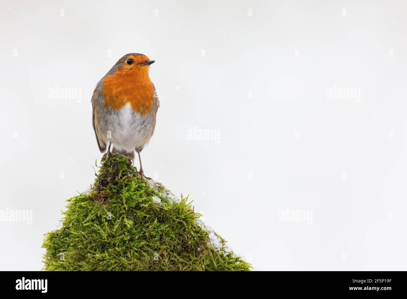 Robin, searching for food in a garden Stock Photo - Alamy