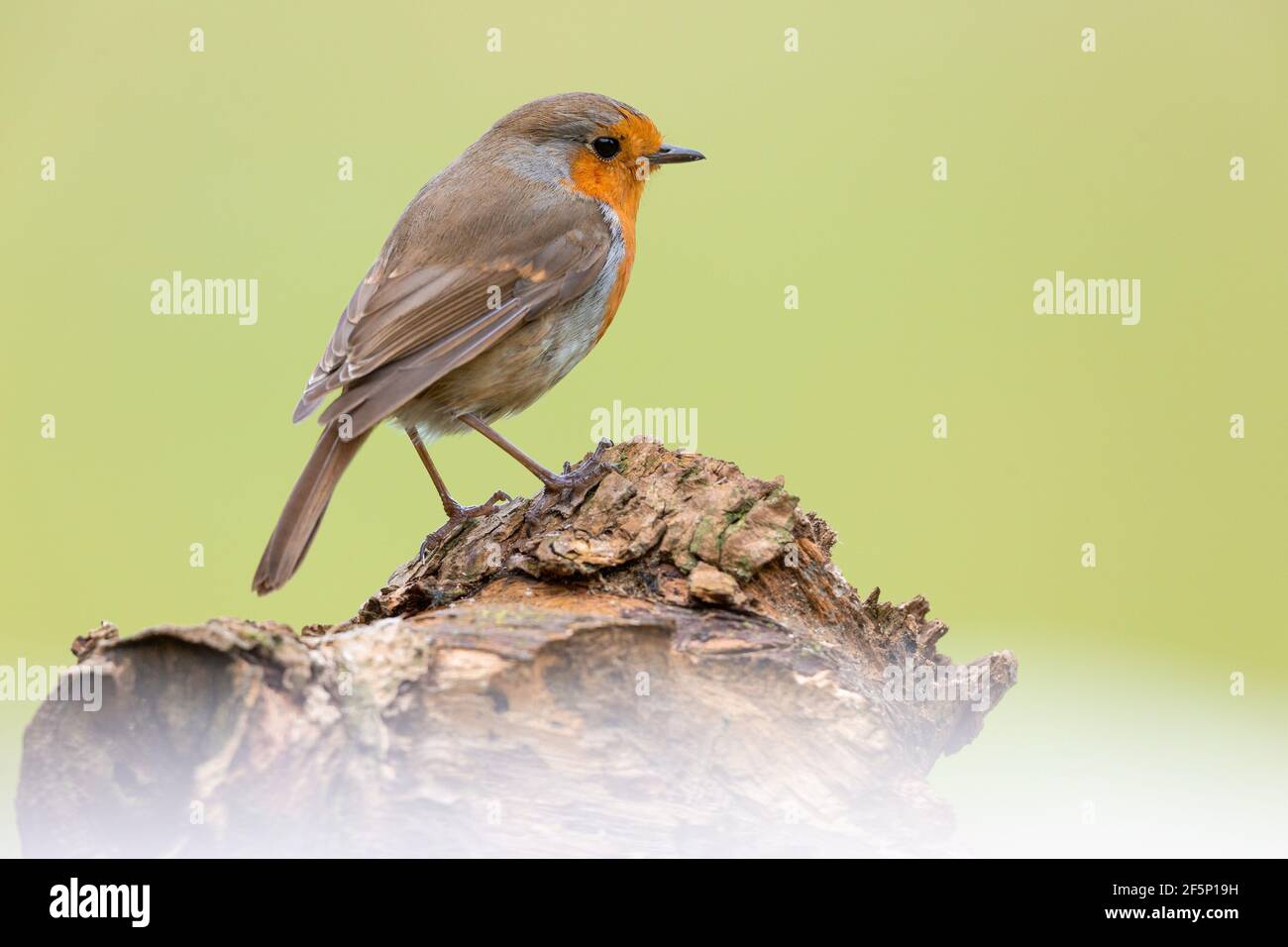 Robin, searching for food in a garden Stock Photo - Alamy