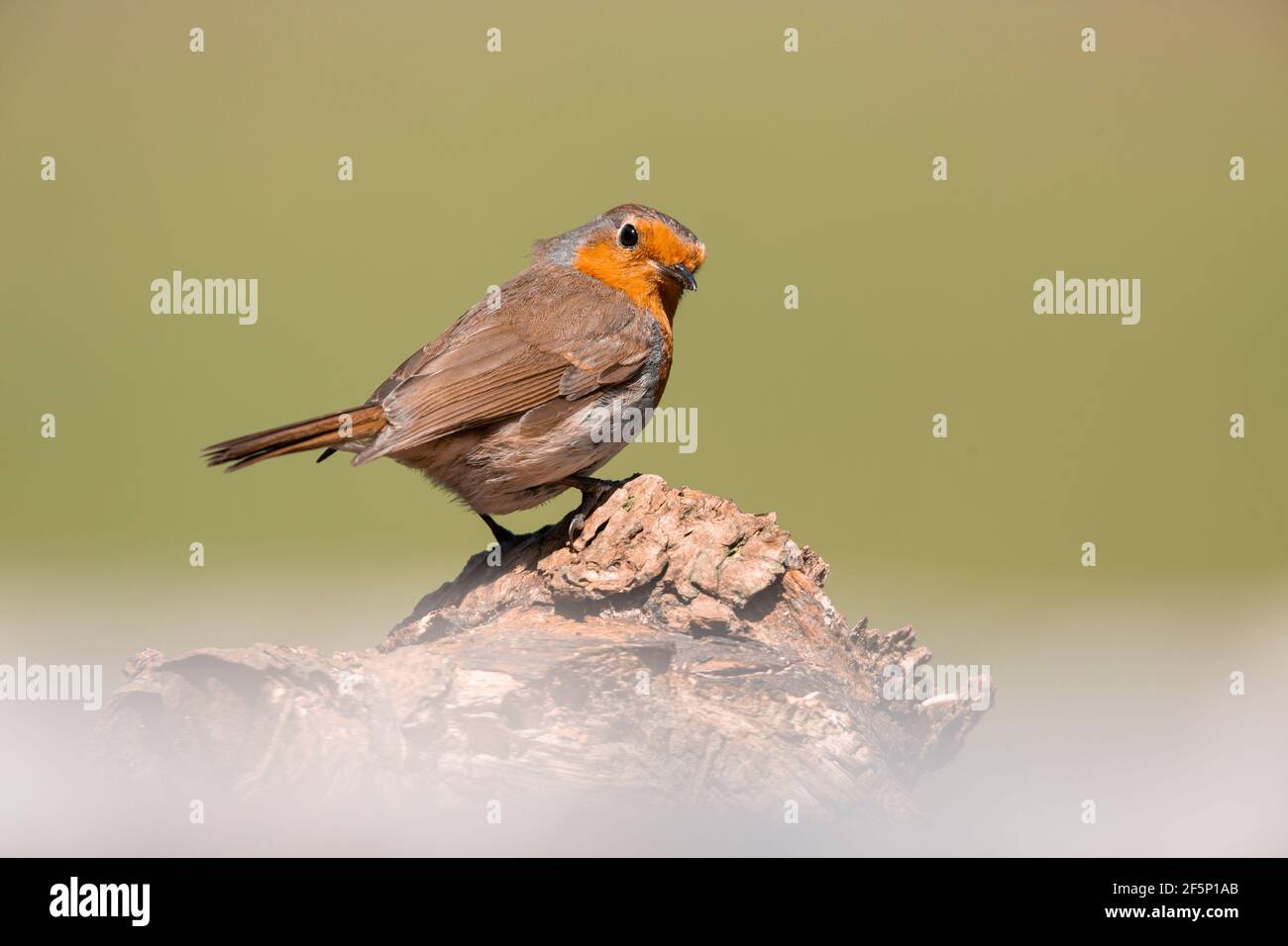 Robin redbreast searching for food hi-res stock photography and images ...