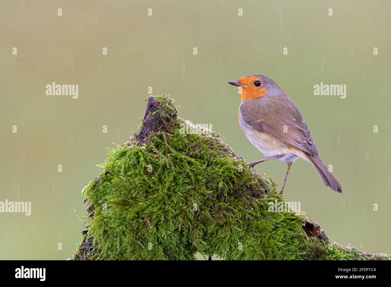 Robin, searching for food in a garden Stock Photo - Alamy