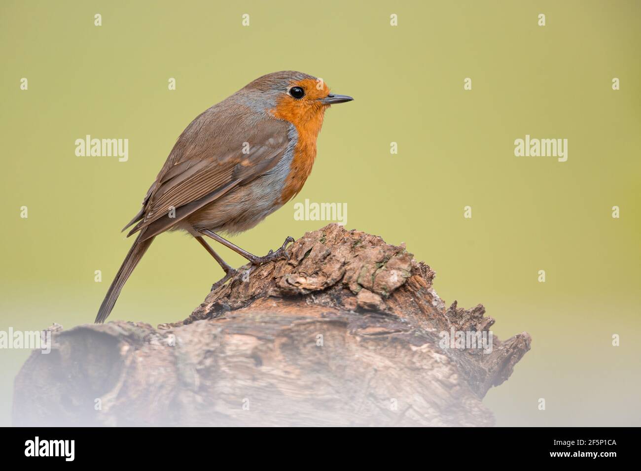 Robin, searching for food in a garden Stock Photo - Alamy